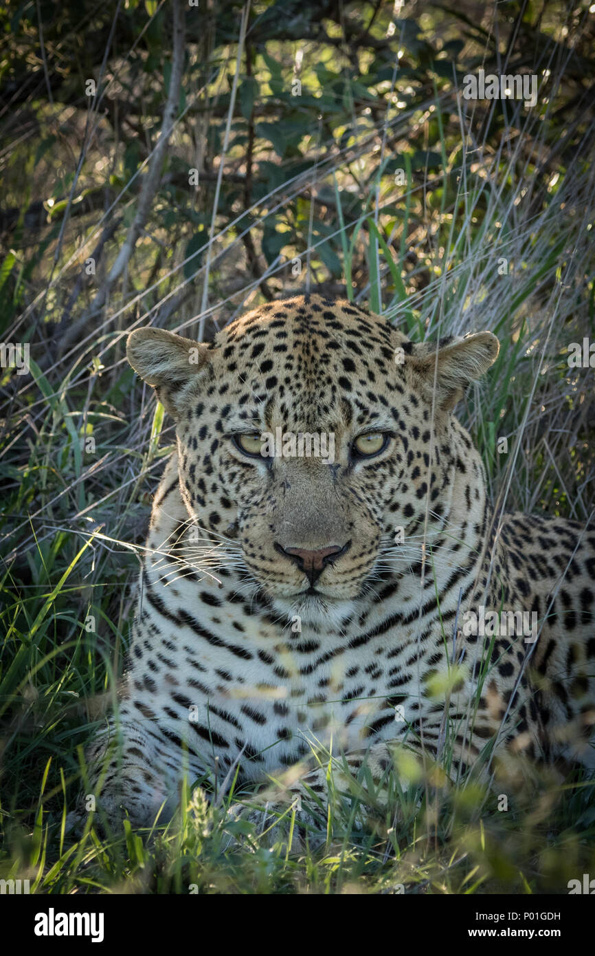 Leopard staring directly at photographer Stock Photo - Alamy