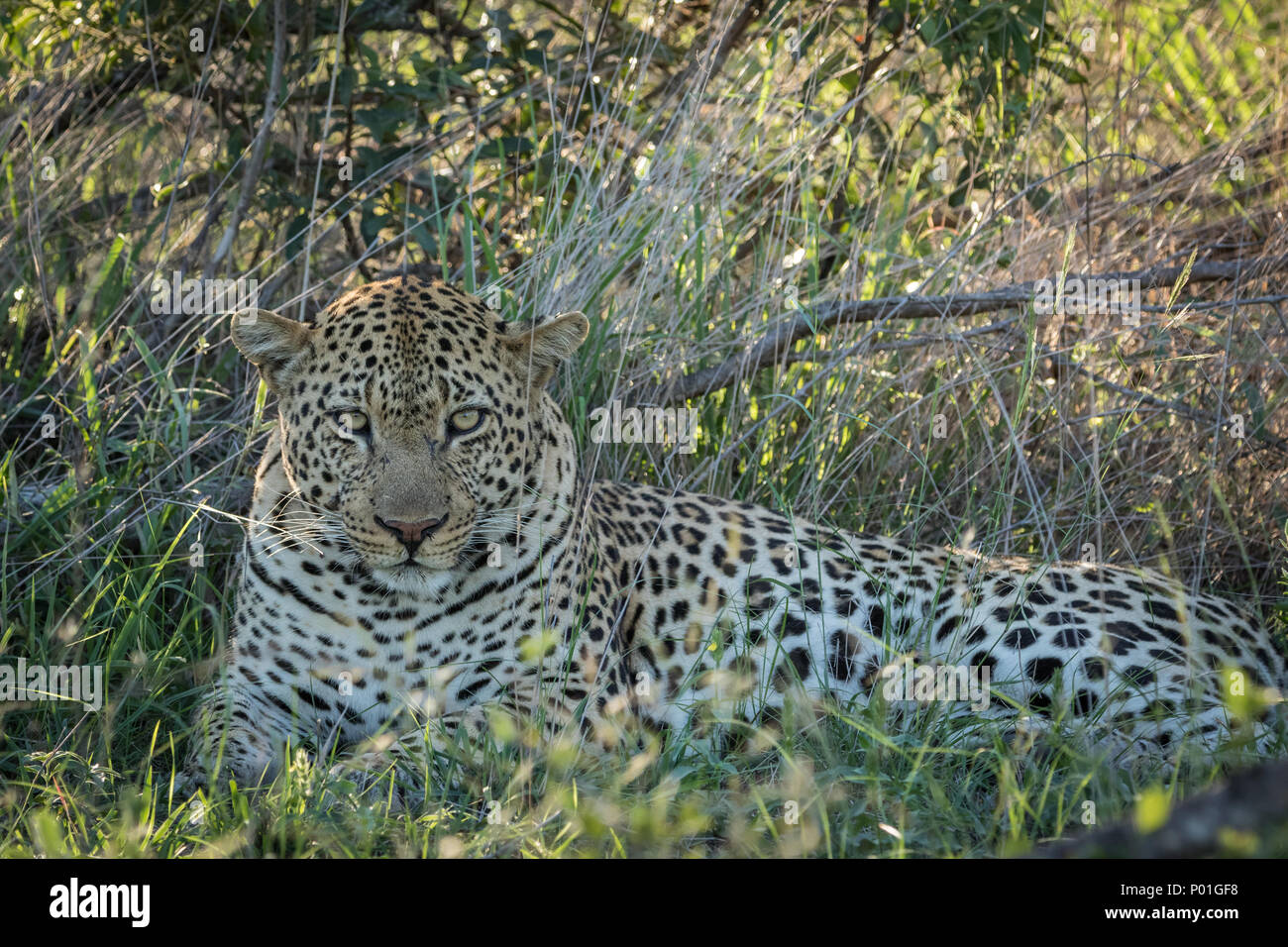 Large beautiful leopard hi-res stock photography and images - Alamy