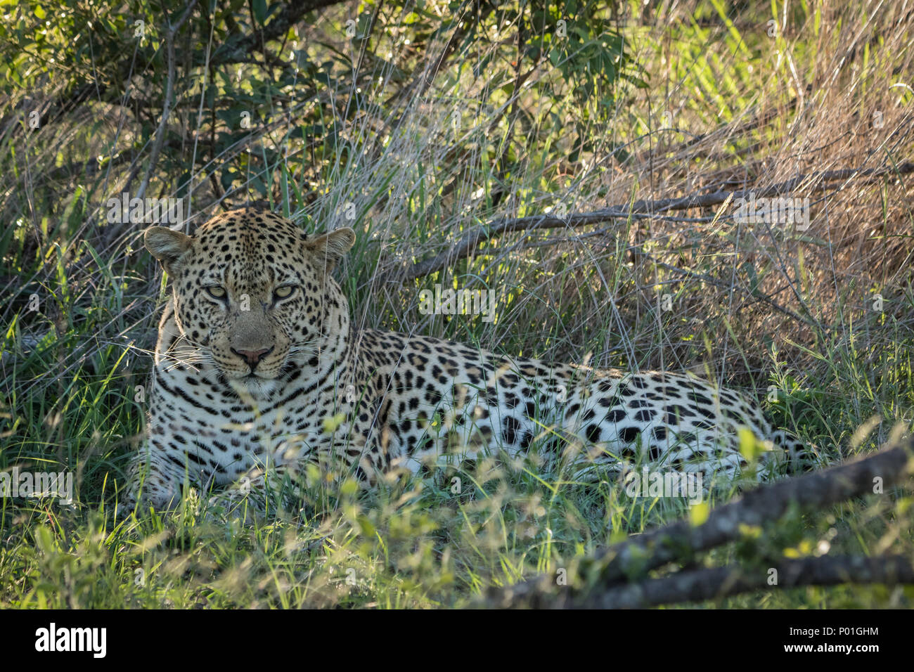 Portrait of a male leopard with beautiful background colors Stock Photo ...