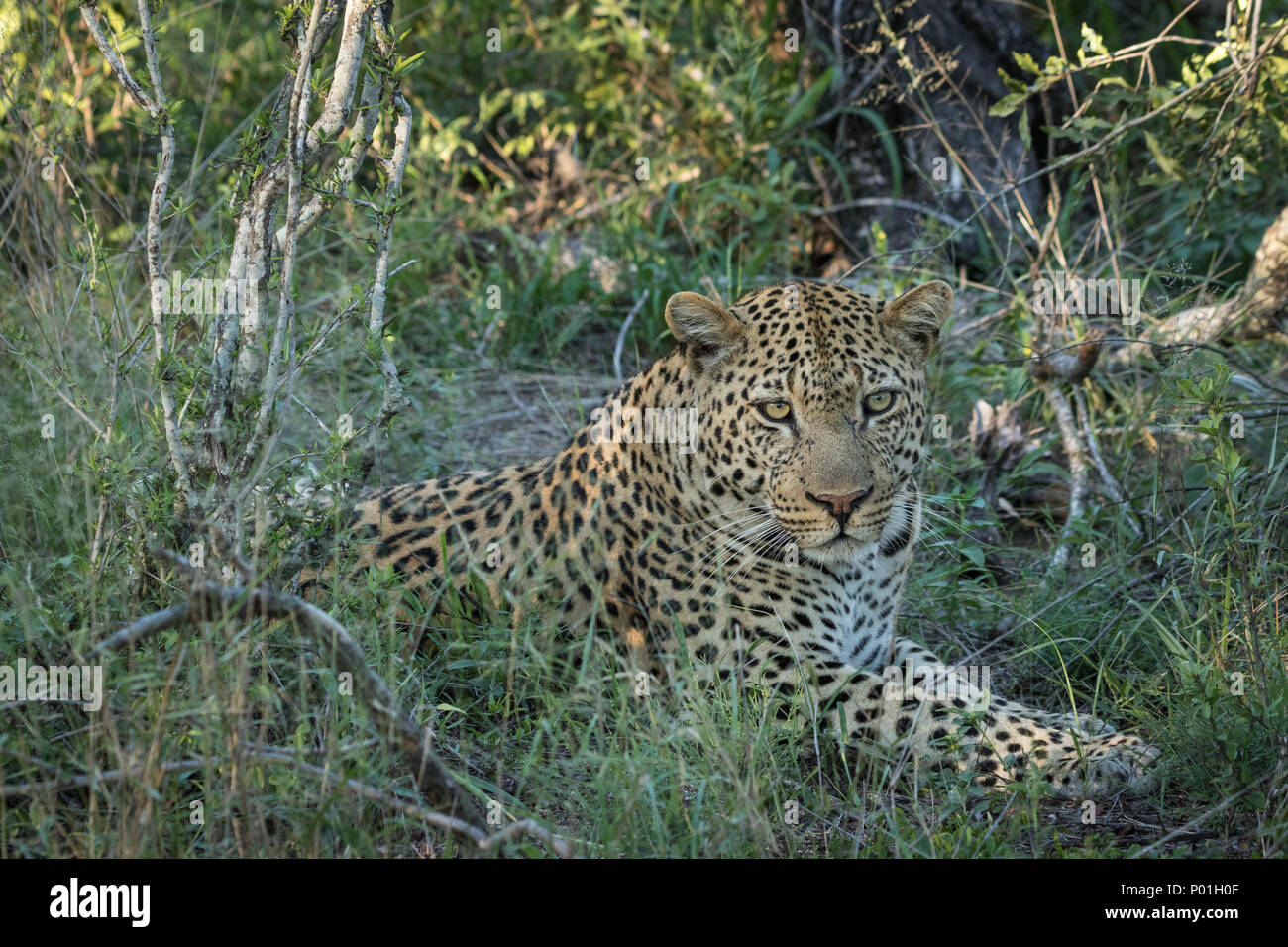 Beautiful big male leopard Stock Photo - Alamy