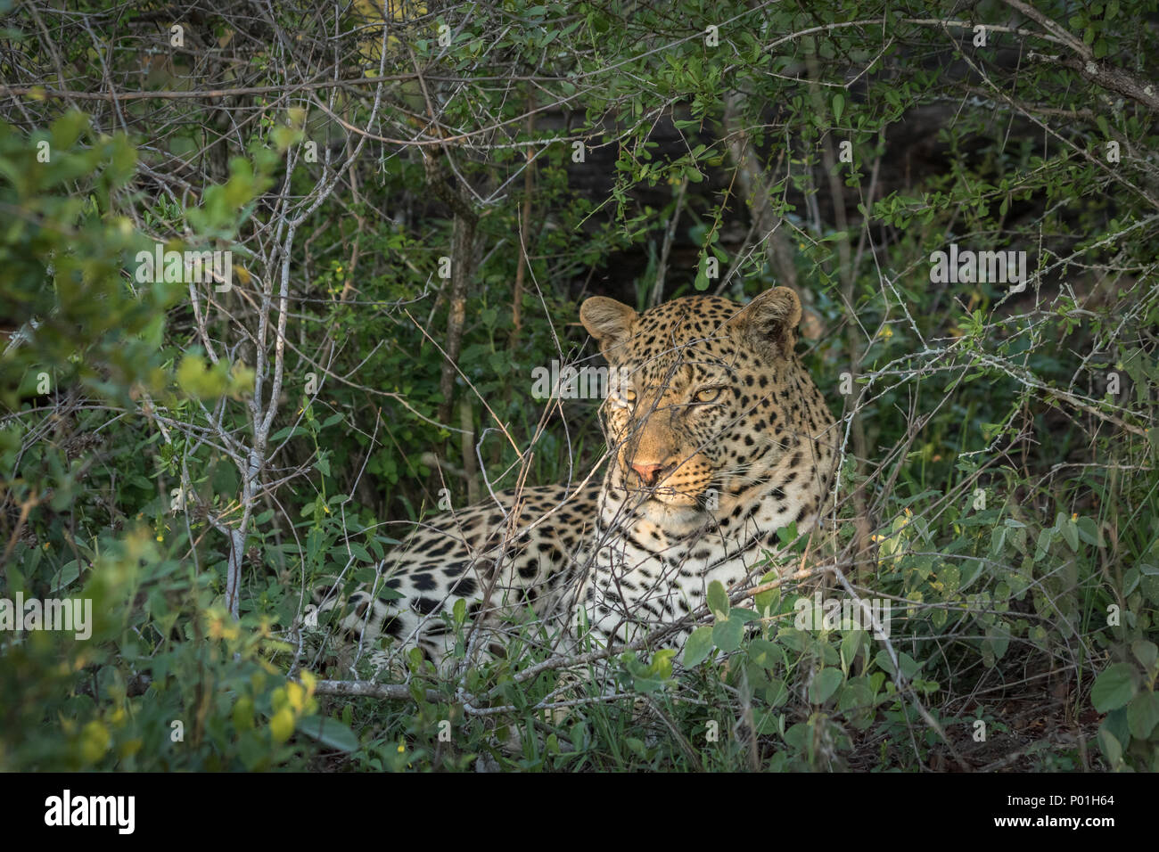 A ray of sun on a leopard's face Stock Photo - Alamy