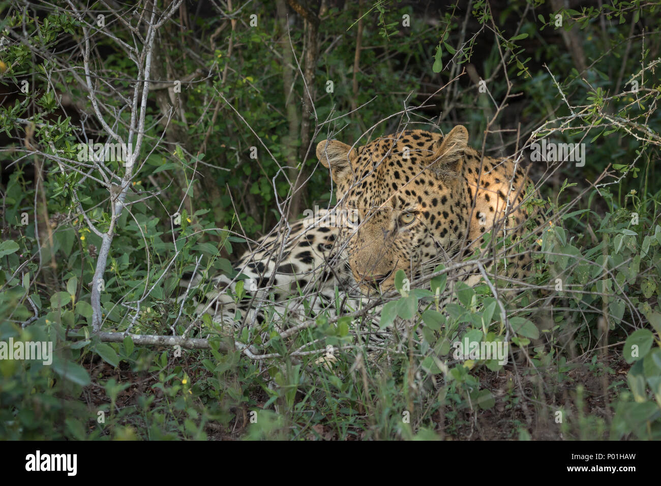 A ray of sun on a leopard while crouched down Stock Photo - Alamy