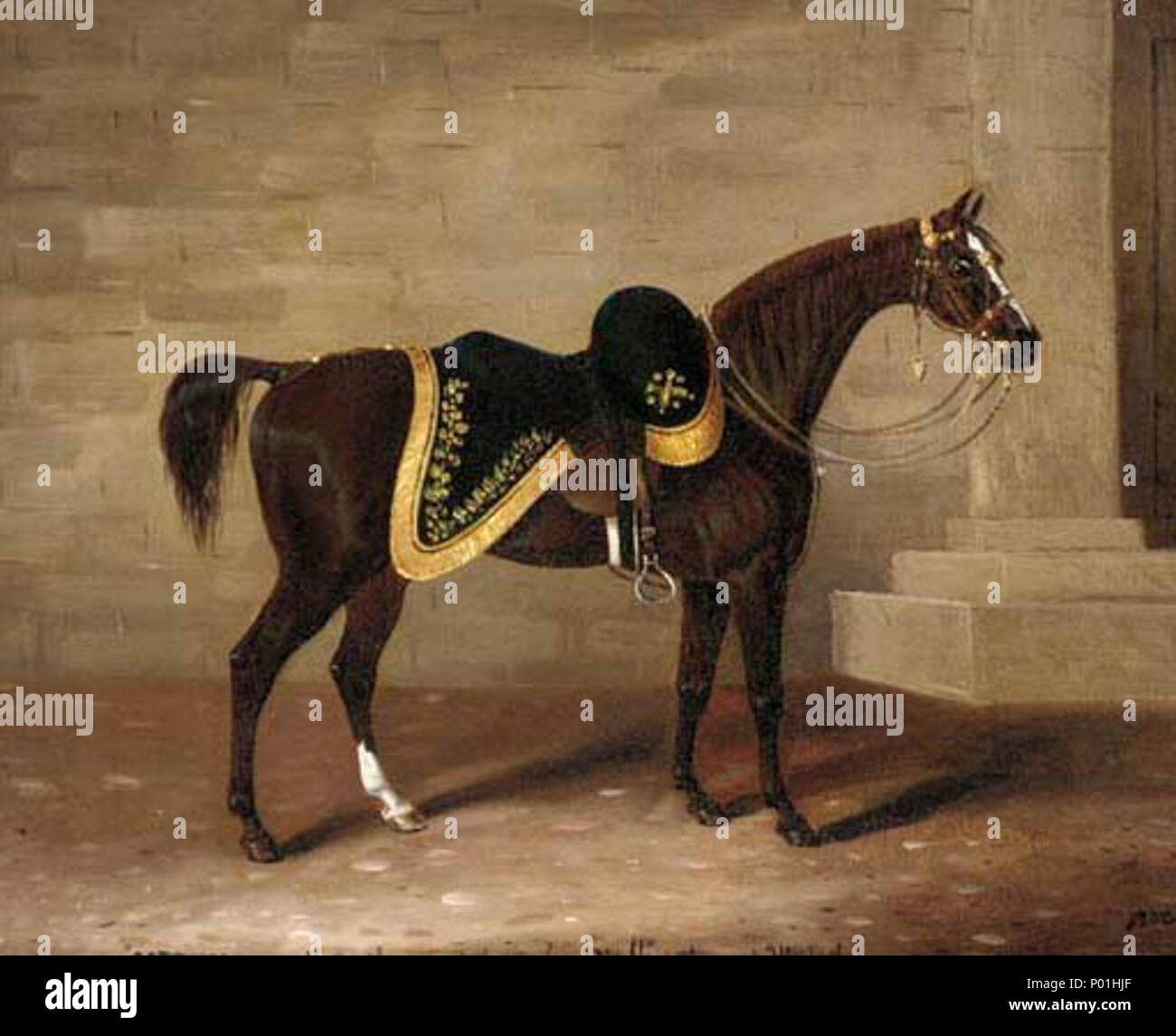 Arabian charger hi-res stock photography and images - Alamy