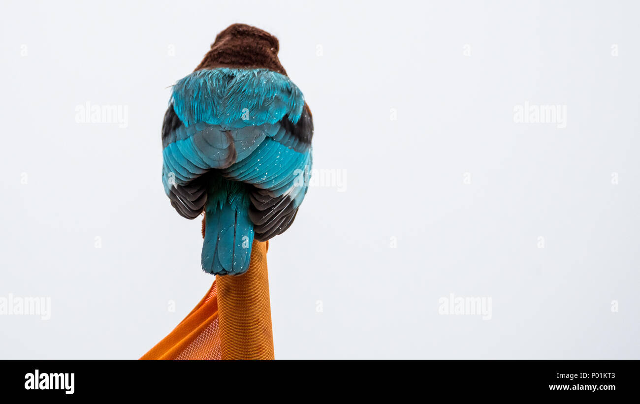 King Fisher Bird in the Wild Stock Photo - Alamy