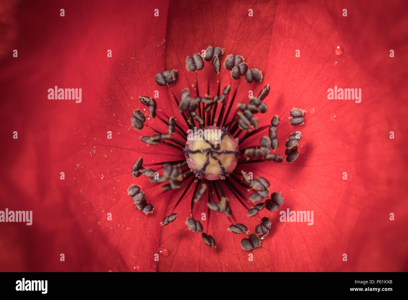 Red poppy flower yellow center hi-res stock photography and images - Alamy