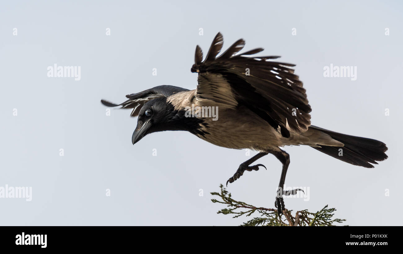 Crow landing hi-res stock photography and images - Alamy