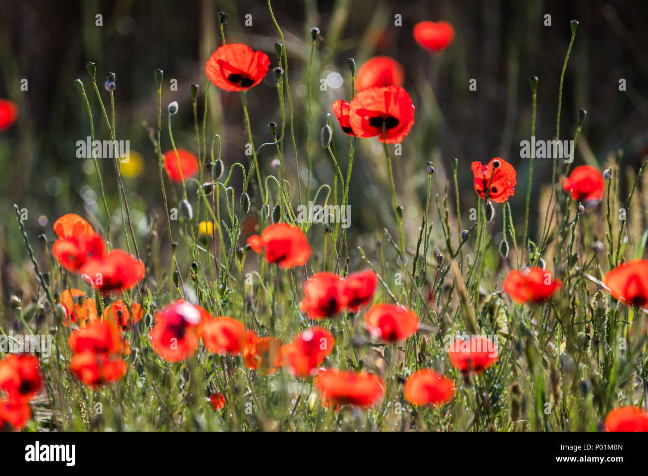 Poppies israel hi-res stock photography and images - Alamy