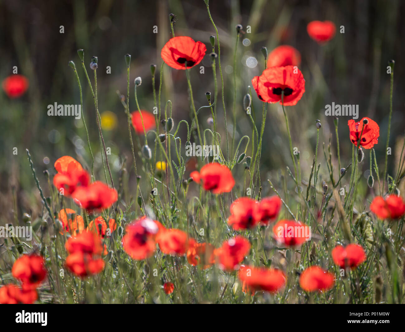 Poppies israel hi-res stock photography and images - Alamy