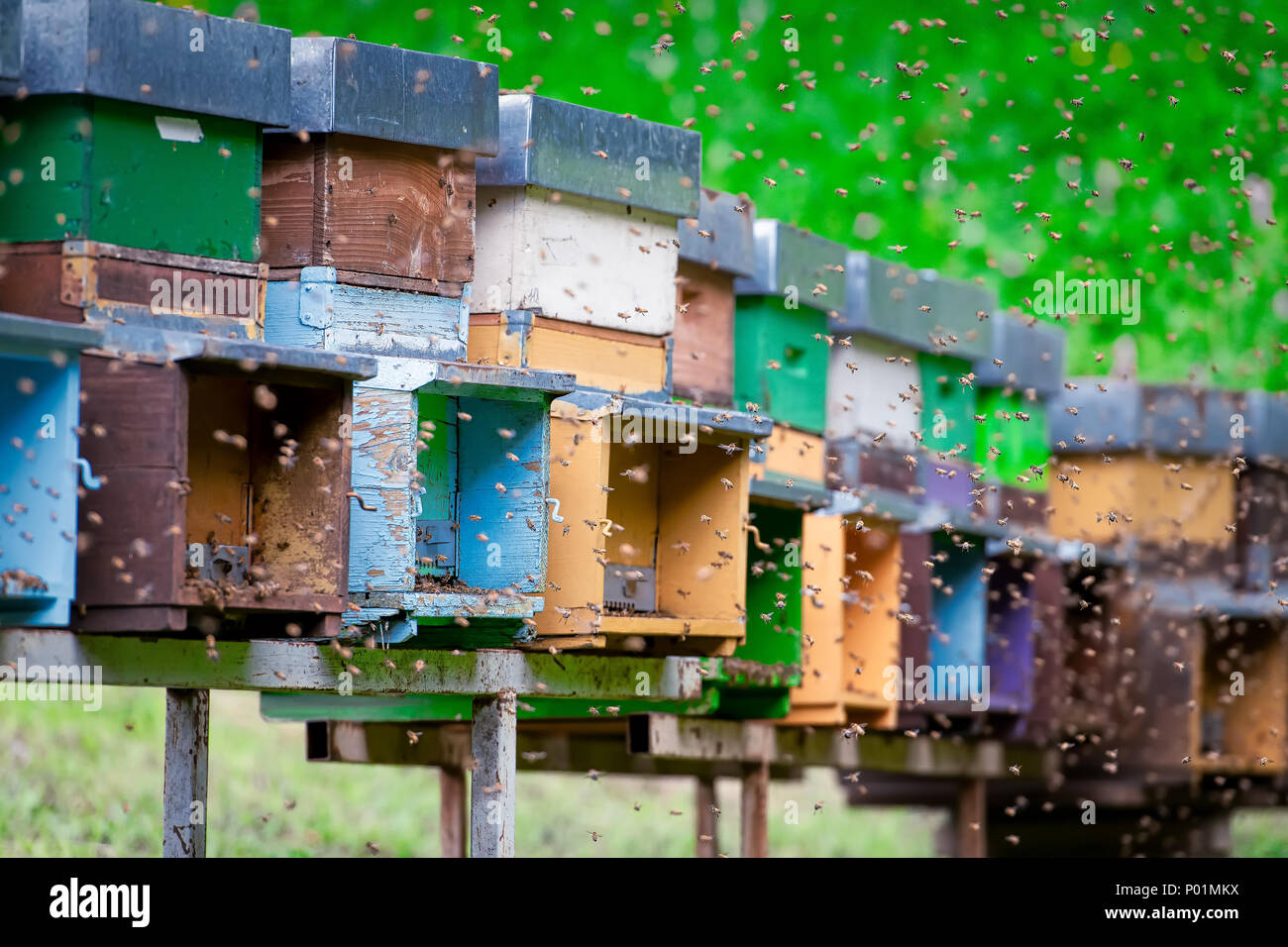 Bees fly around hive hi-res stock photography and images - Alamy