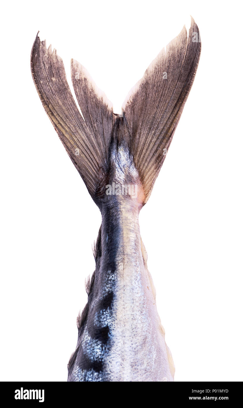 The tail mackerel fish on a white background Stock Photo - Alamy