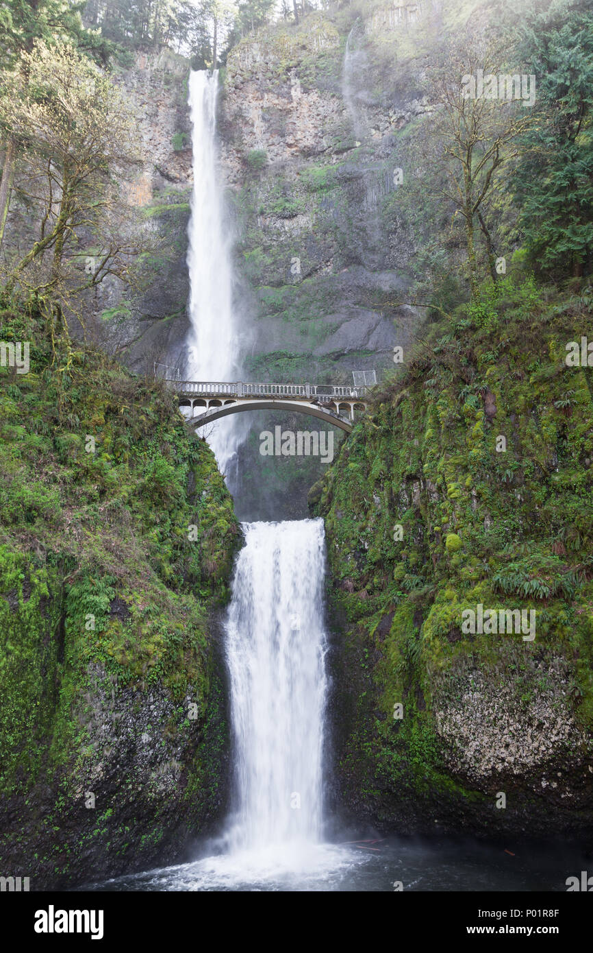 Multnomah Falls in spring flowing behind and under an old viewing ...