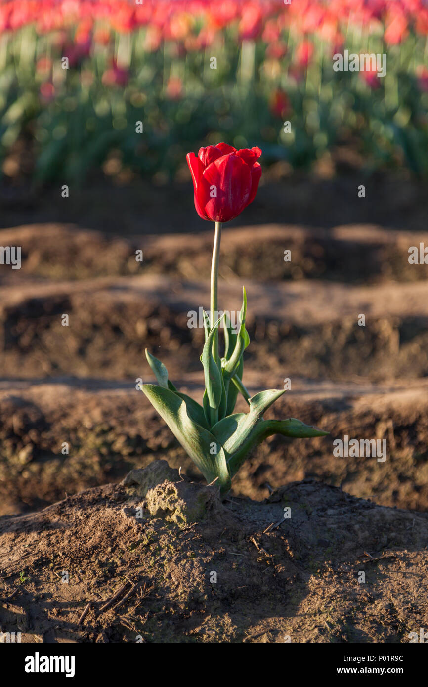 A single red tulip growing in a field away from the crowd of the other ...