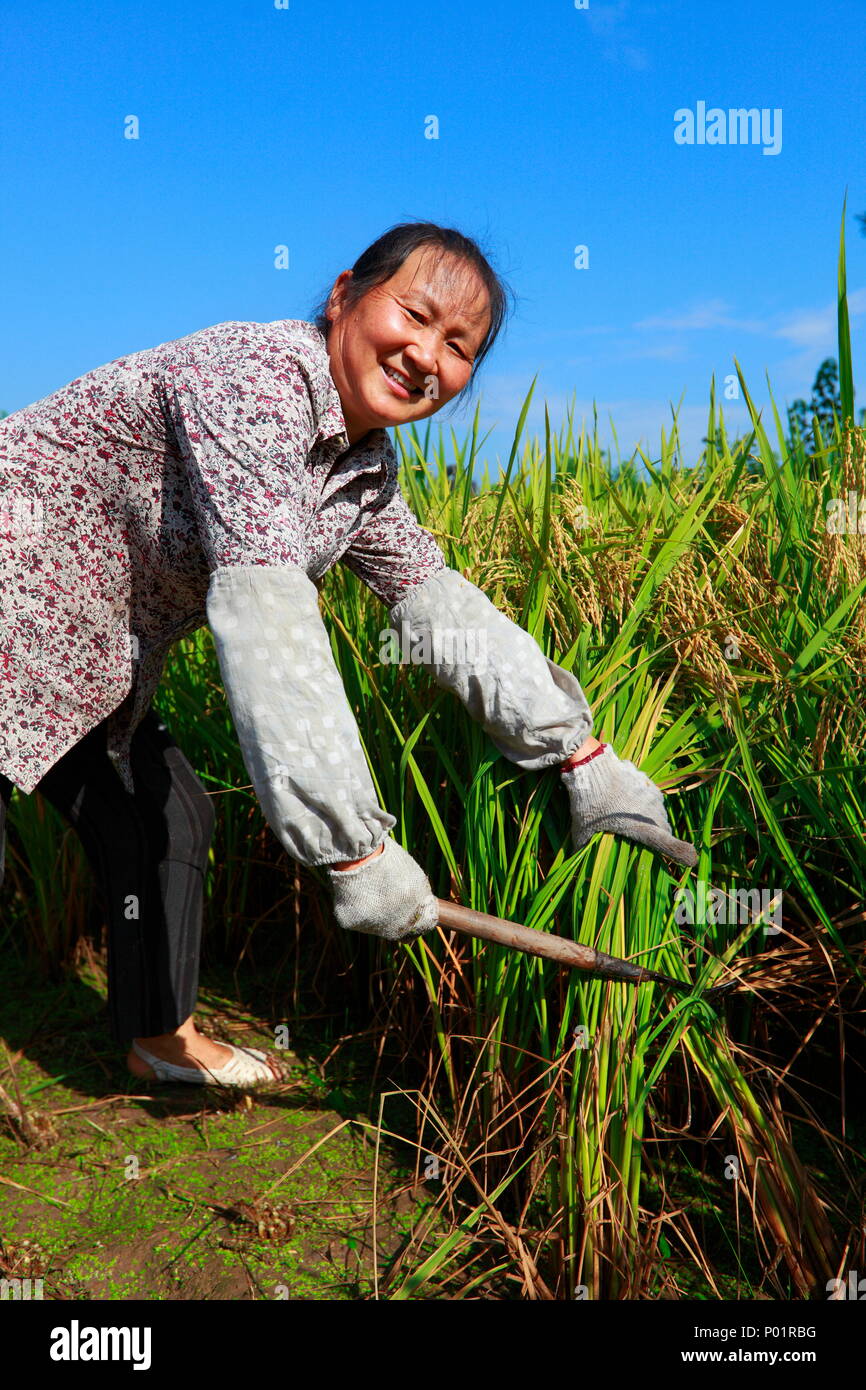 Happy asian farmer portrait in rice paddy, rice harvest, female farmer ...