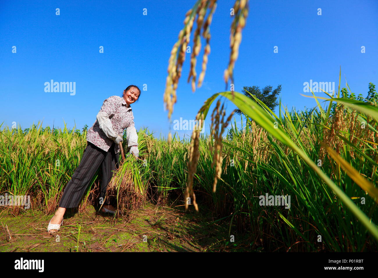 Happy asian farmer portrait in rice paddy, rice harvest, female farmer ...