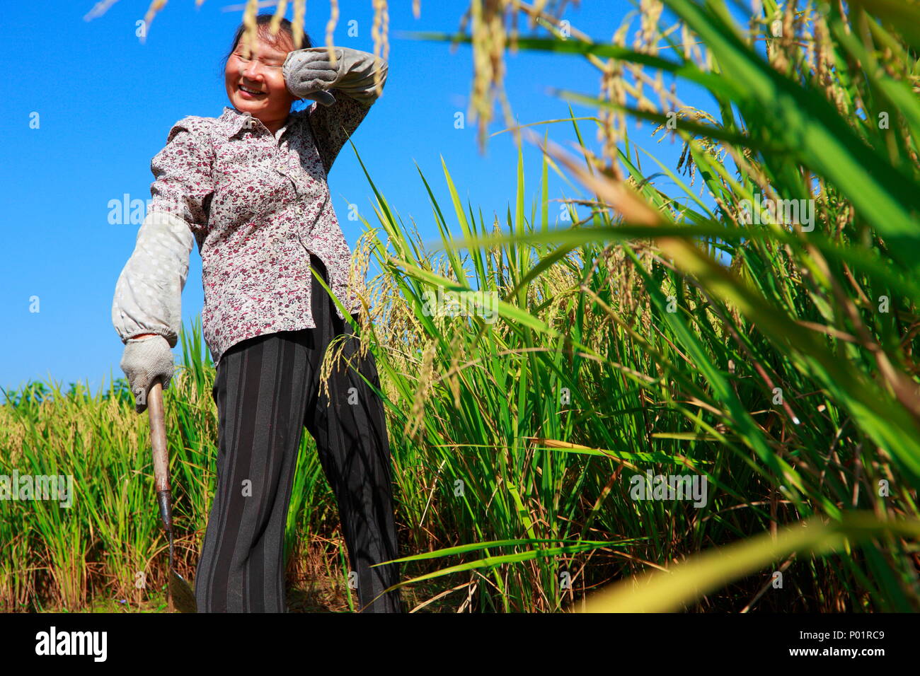 Happy asian farmer portrait in rice paddy, rice harvest, female farmer ...
