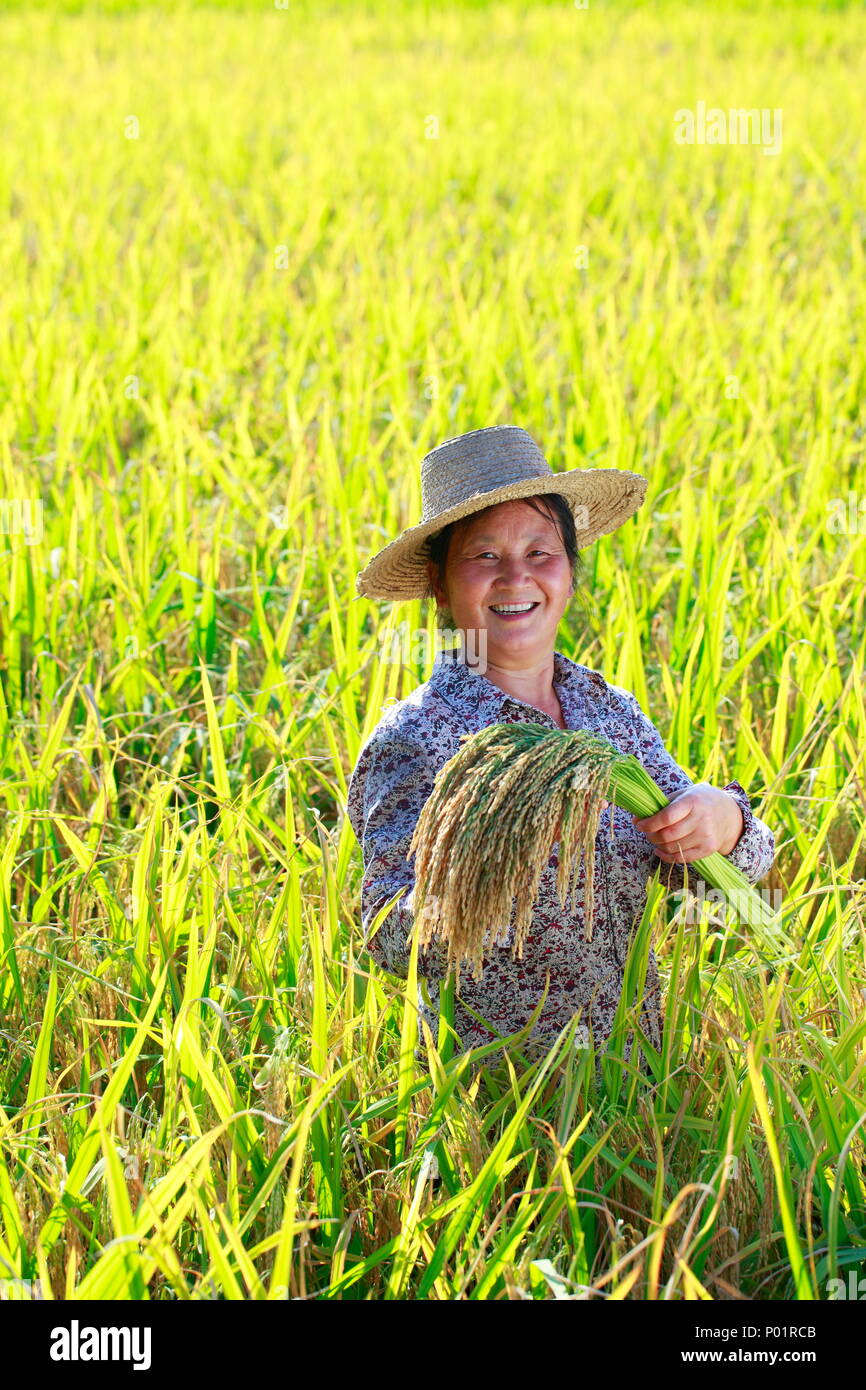Happy asian farmer portrait in rice paddy, rice harvest, female farmer ...