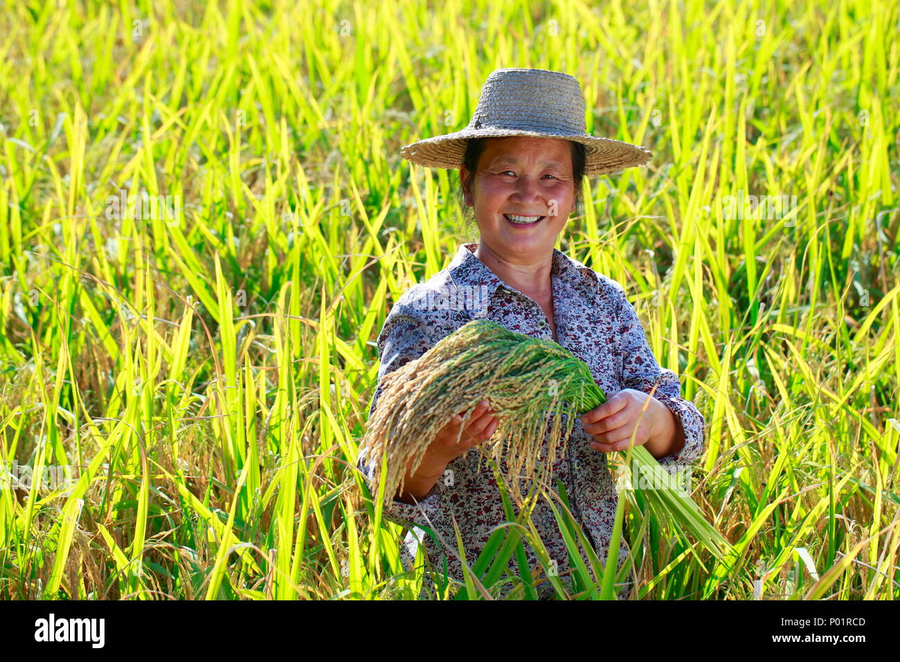 Happy asian farmer portrait in rice paddy, rice harvest, female farmer ...
