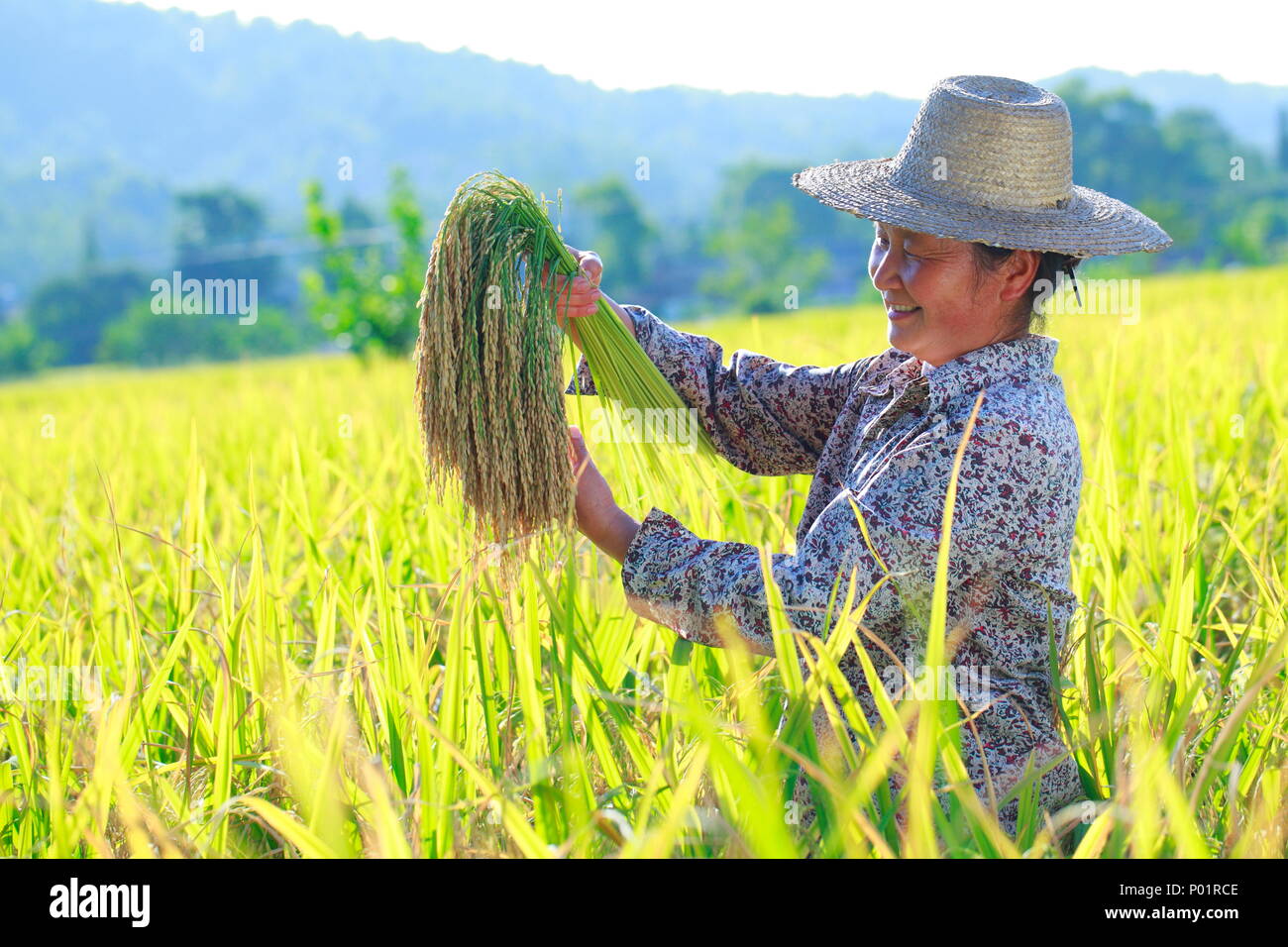 Happy asian farmer portrait in rice paddy, rice harvest, female farmer ...