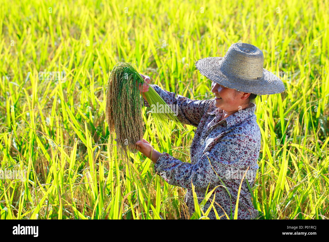 Happy asian farmer portrait in rice paddy, rice harvest, female farmer ...