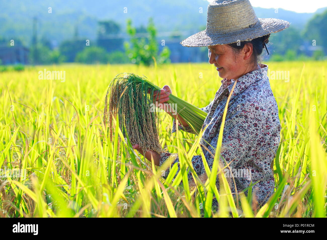 Happy asian farmer portrait in rice paddy, rice harvest, female farmer ...