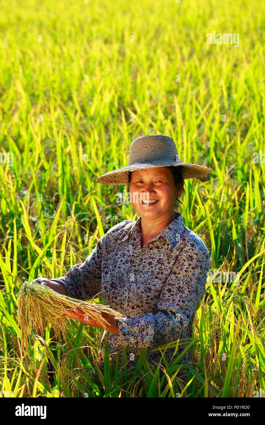 Happy asian farmer portrait in rice paddy, rice harvest, female farmer ...