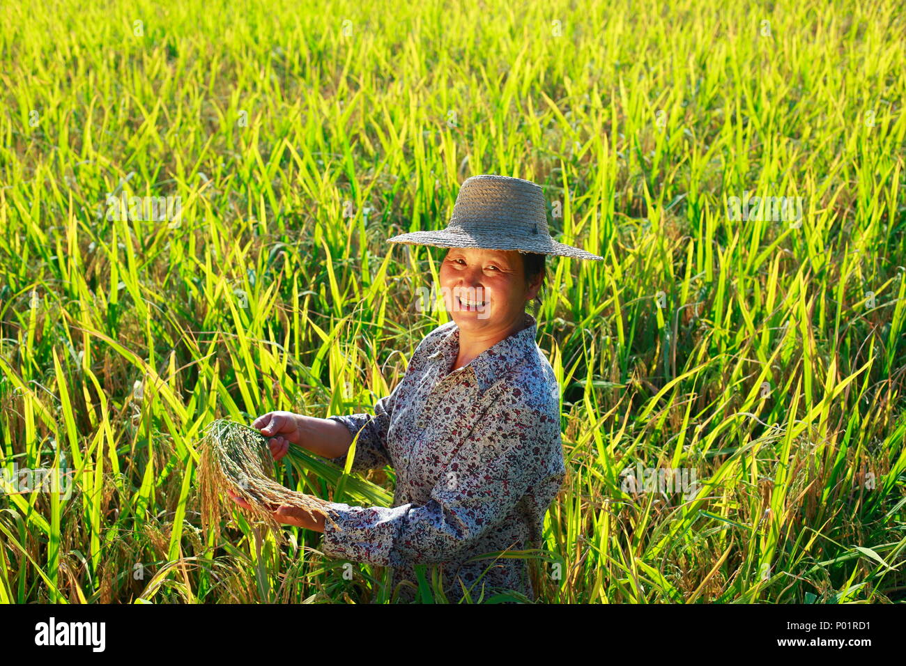 Happy asian farmer portrait in rice paddy, rice harvest, female farmer ...