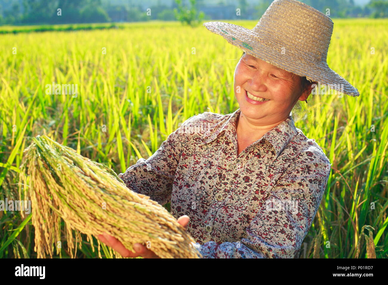 Happy asian farmer portrait in rice paddy, rice harvest, female farmer ...