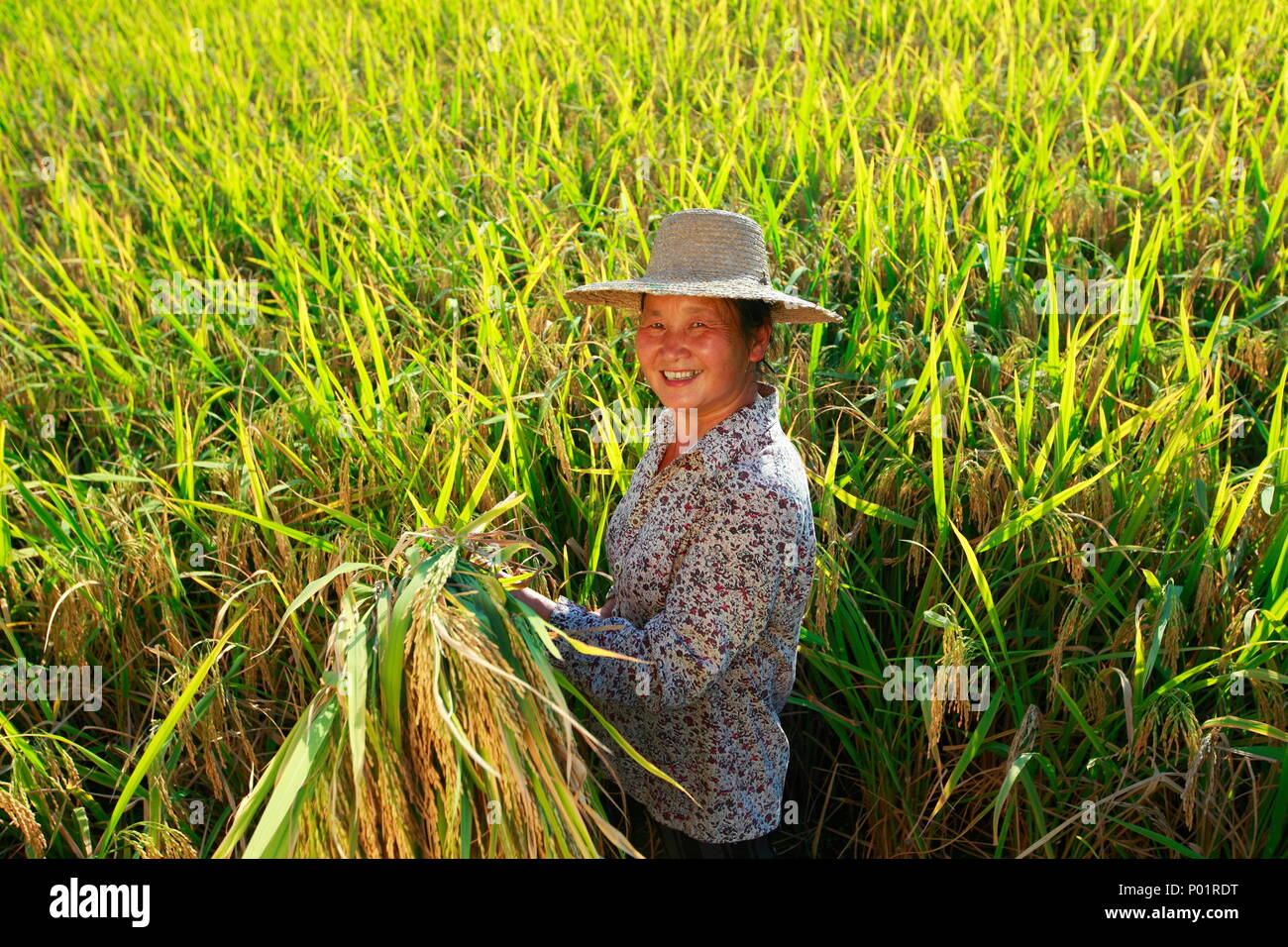 Happy asian farmer portrait in rice paddy, rice harvest, female farmer ...