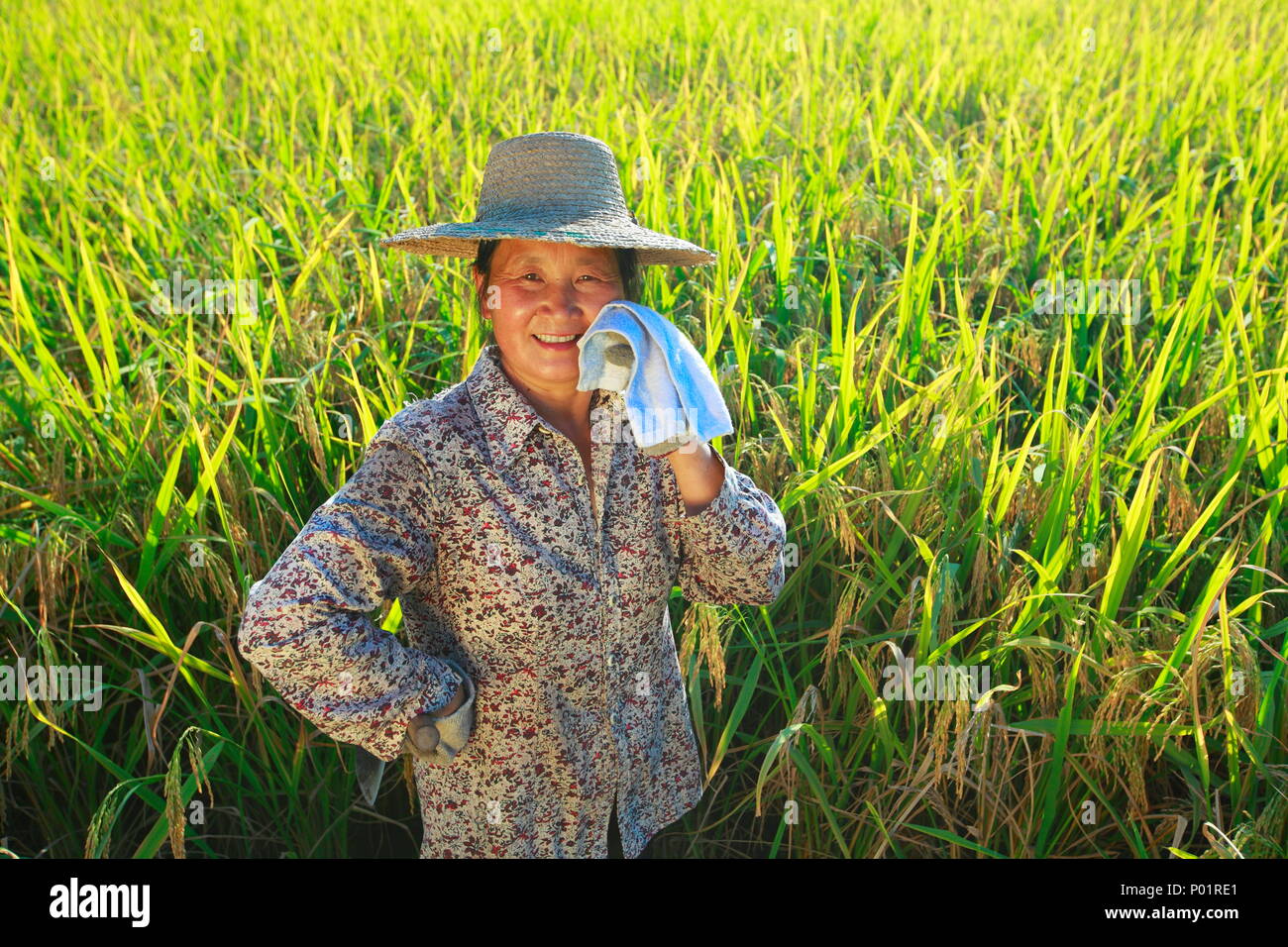 Happy asian farmer portrait in rice paddy, rice harvest, female farmer ...