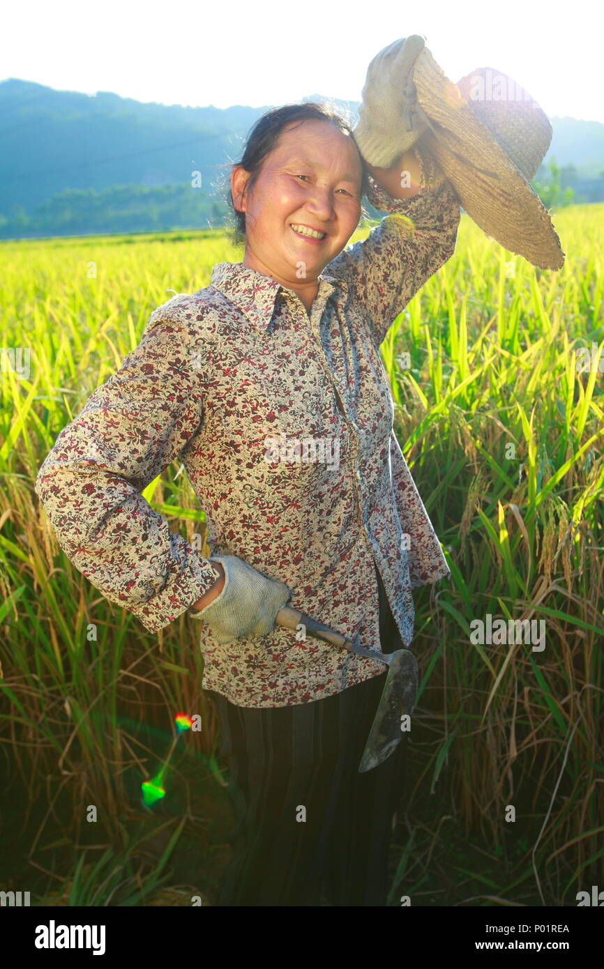 Happy asian farmer portrait in rice paddy, rice harvest, female farmer ...