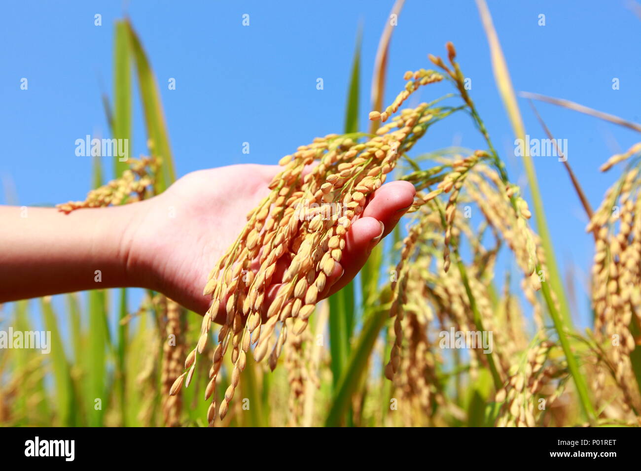 Rice harvest hand hold rice in the field Stock Photo - Alamy