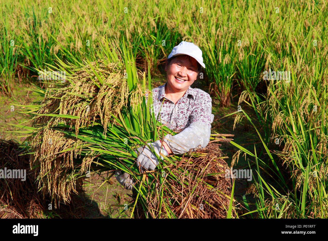 Happy asian farmer portrait in rice paddy, rice harvest, female farmer ...
