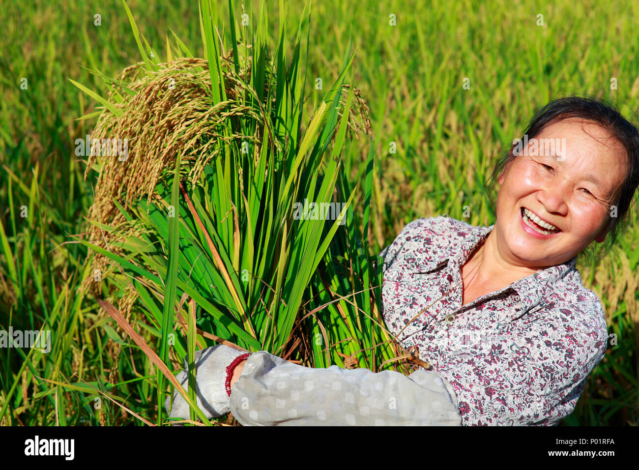 Happy asian farmer portrait in rice paddy, rice harvest, female farmer ...