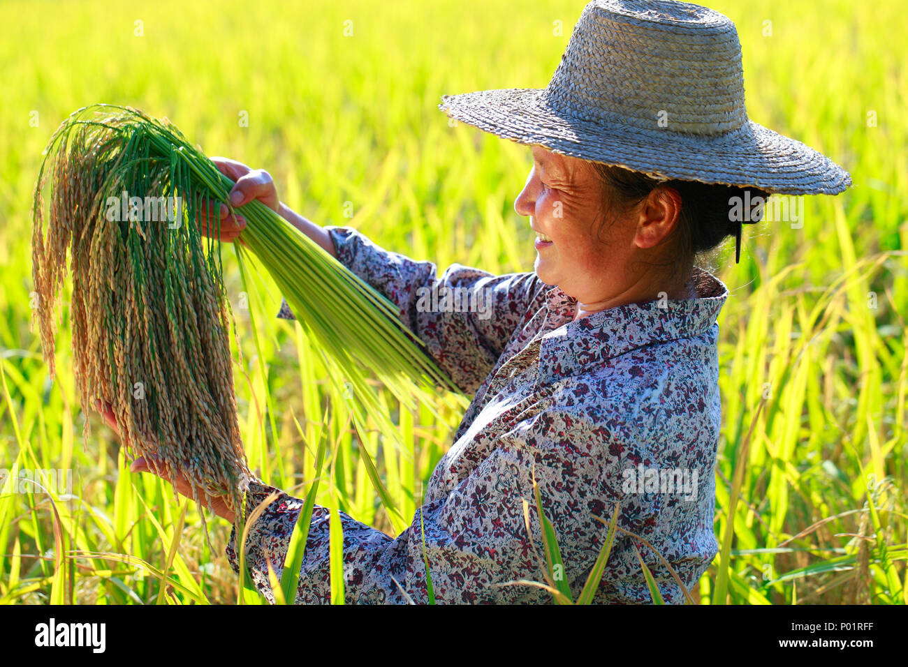 Happy asian farmer portrait in rice paddy, rice harvest, female farmer ...