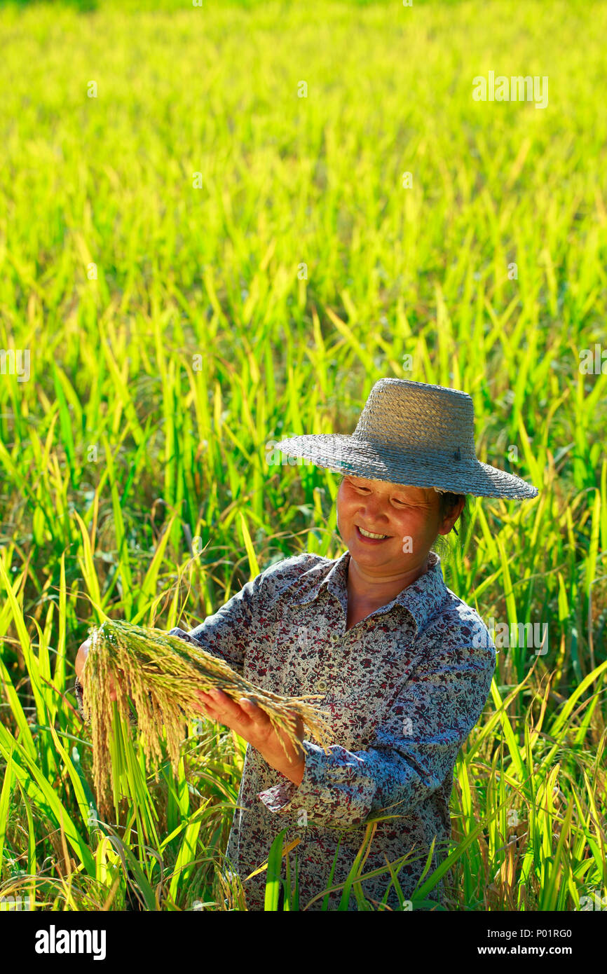 Happy asian farmer portrait in rice paddy, rice harvest, female farmer ...