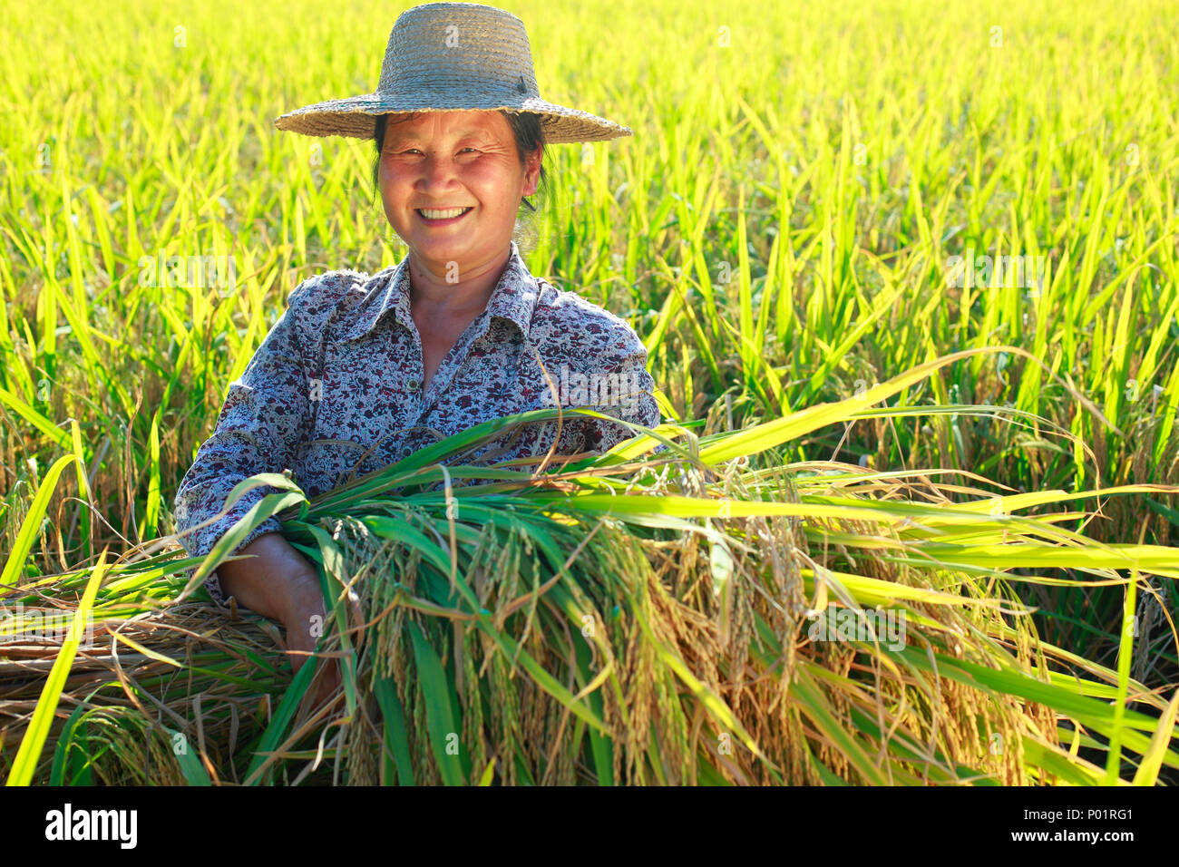 Happy asian farmer portrait in rice paddy, rice harvest, female farmer ...