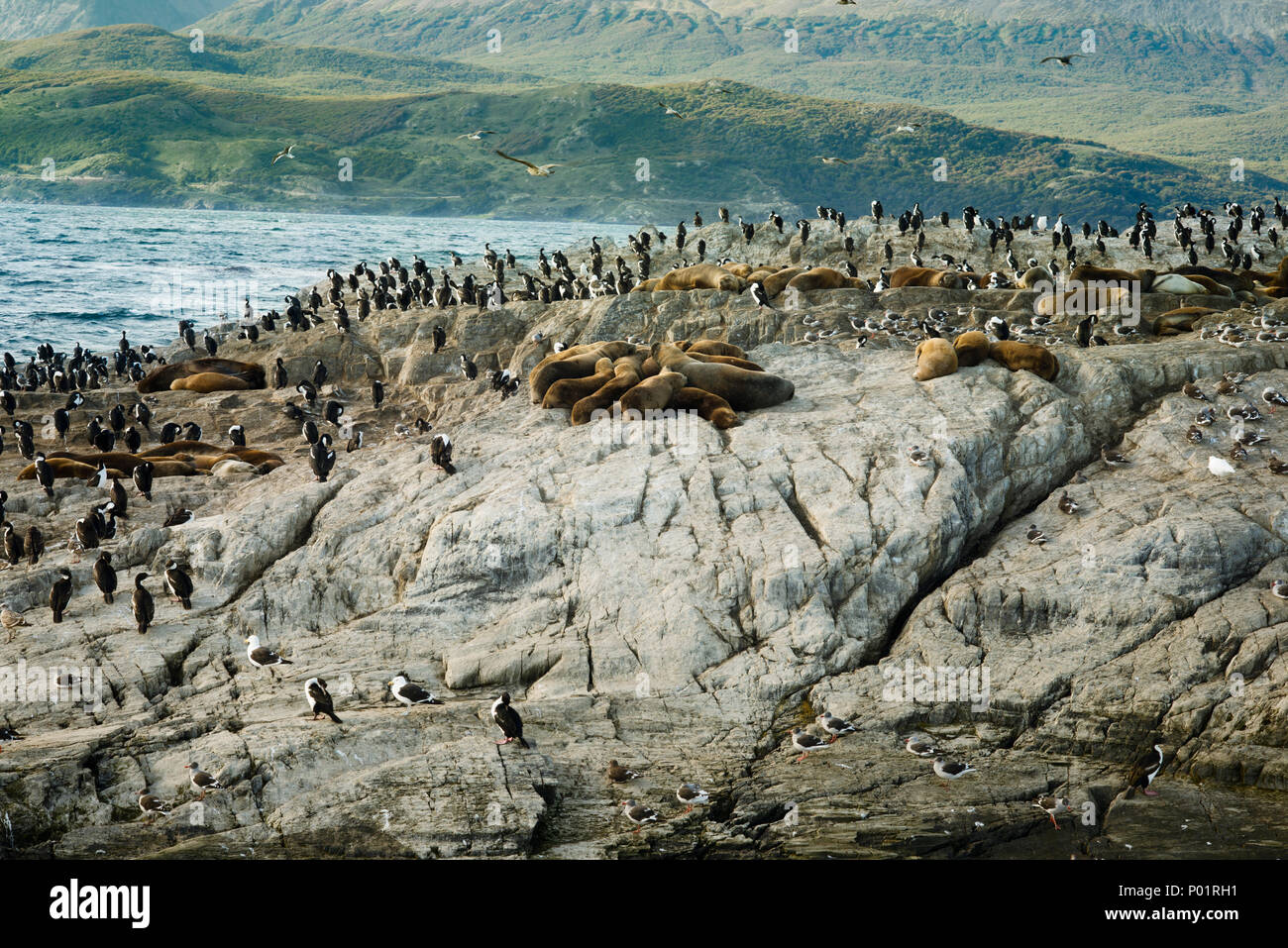 Colony Of Sea Lions And King Cormorants Resting On A Small Island On ...
