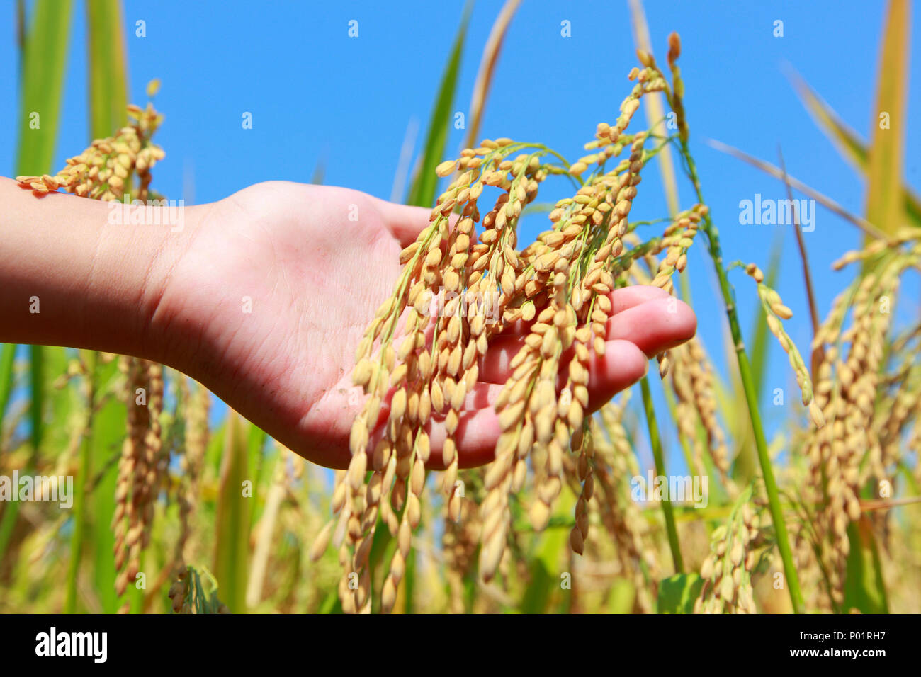 Rice harvest hand hold rice in the field Stock Photo - Alamy
