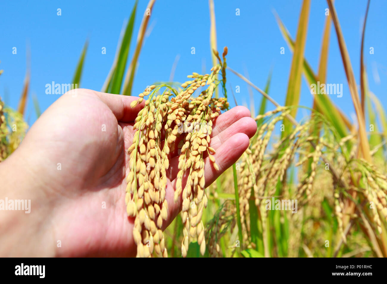 Paddy rice grain in hand hi-res stock photography and images - Alamy