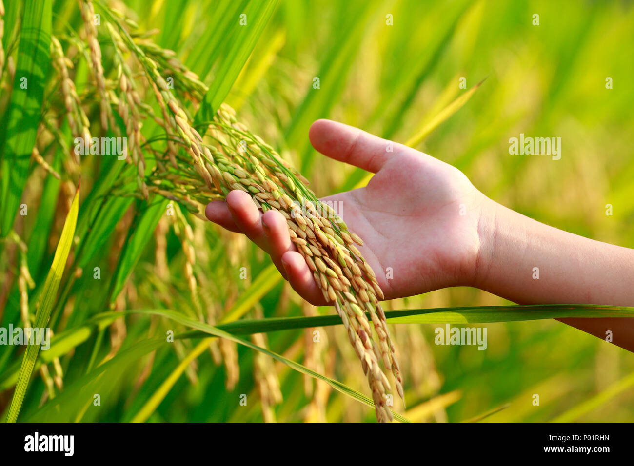 Hand Harvesting The Fields
