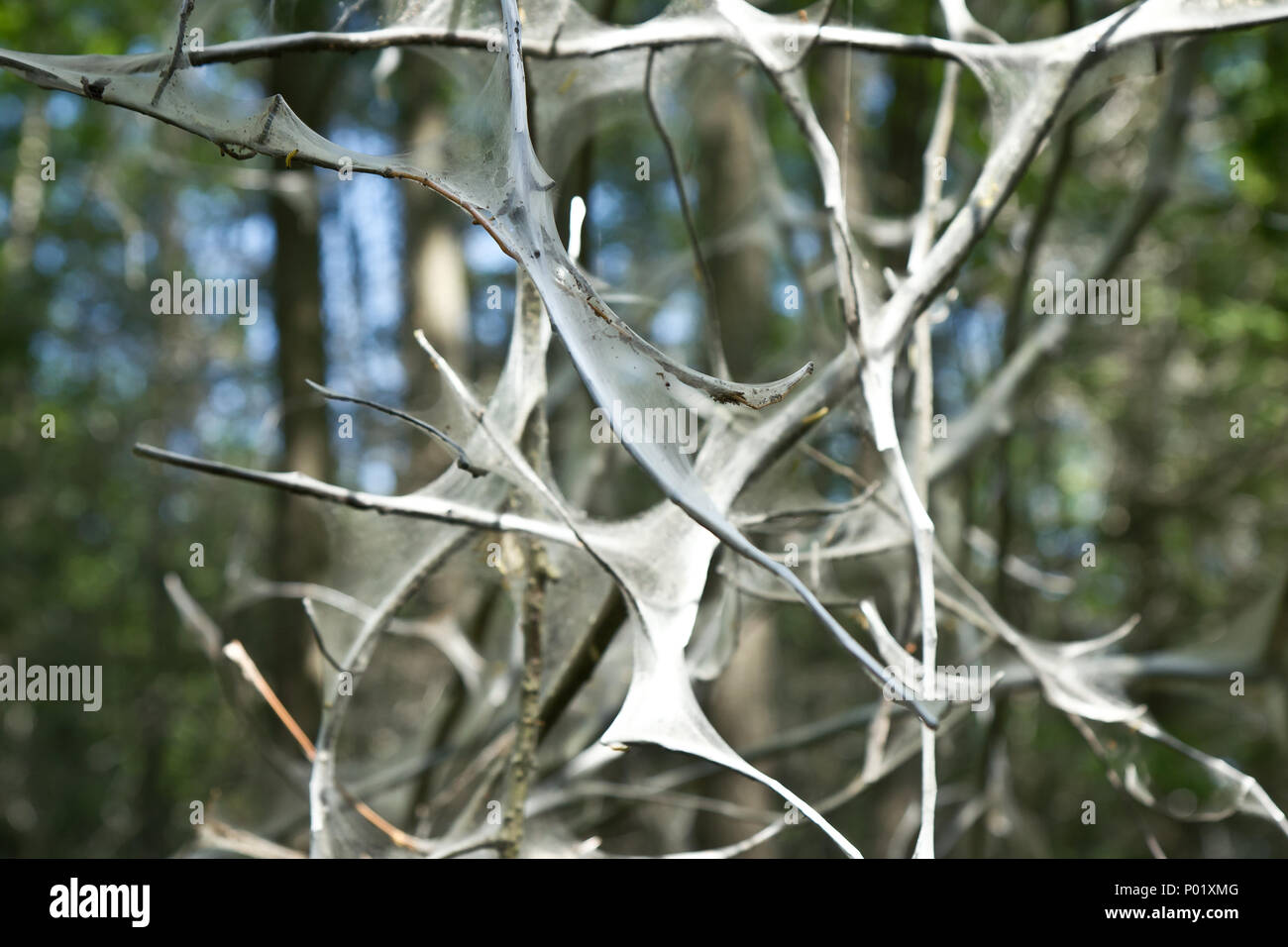Tree eaten by larvae hi-res stock photography and images - Alamy