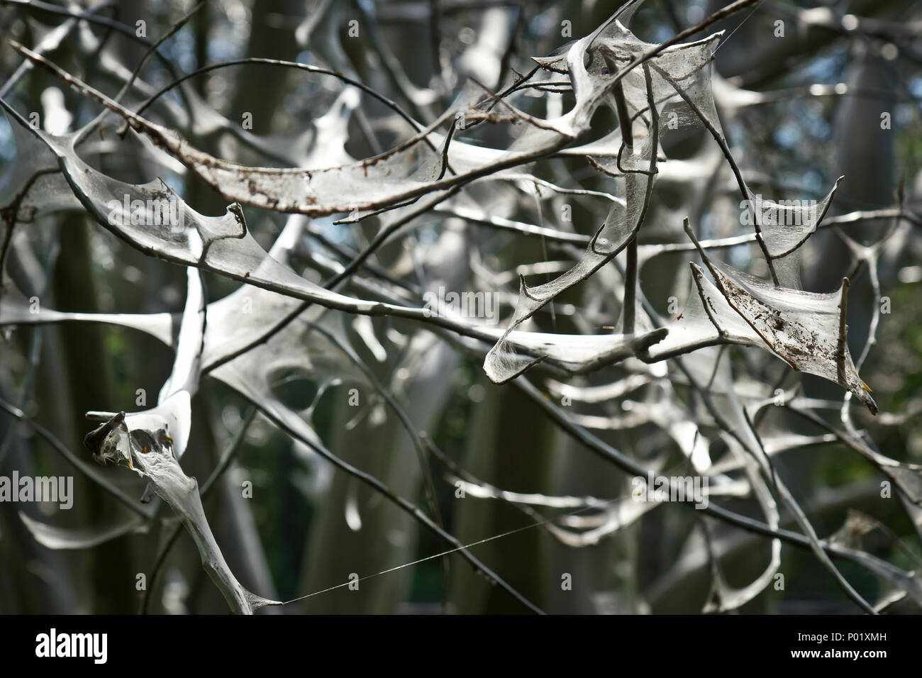 Insect net on the tree Stock Photo - Alamy