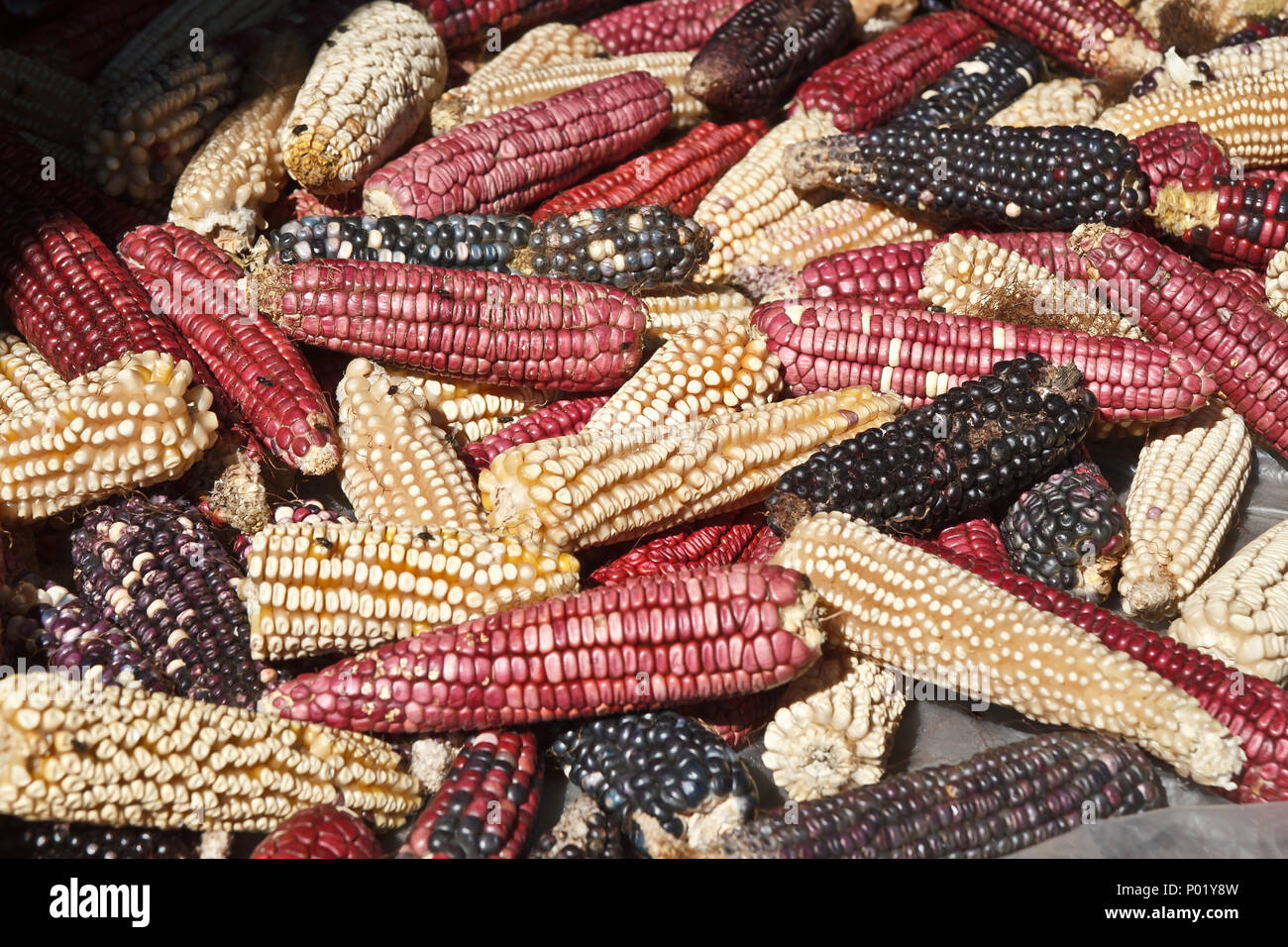 Colorful corn cobs, Typical Mexican food Stock Photo - Alamy