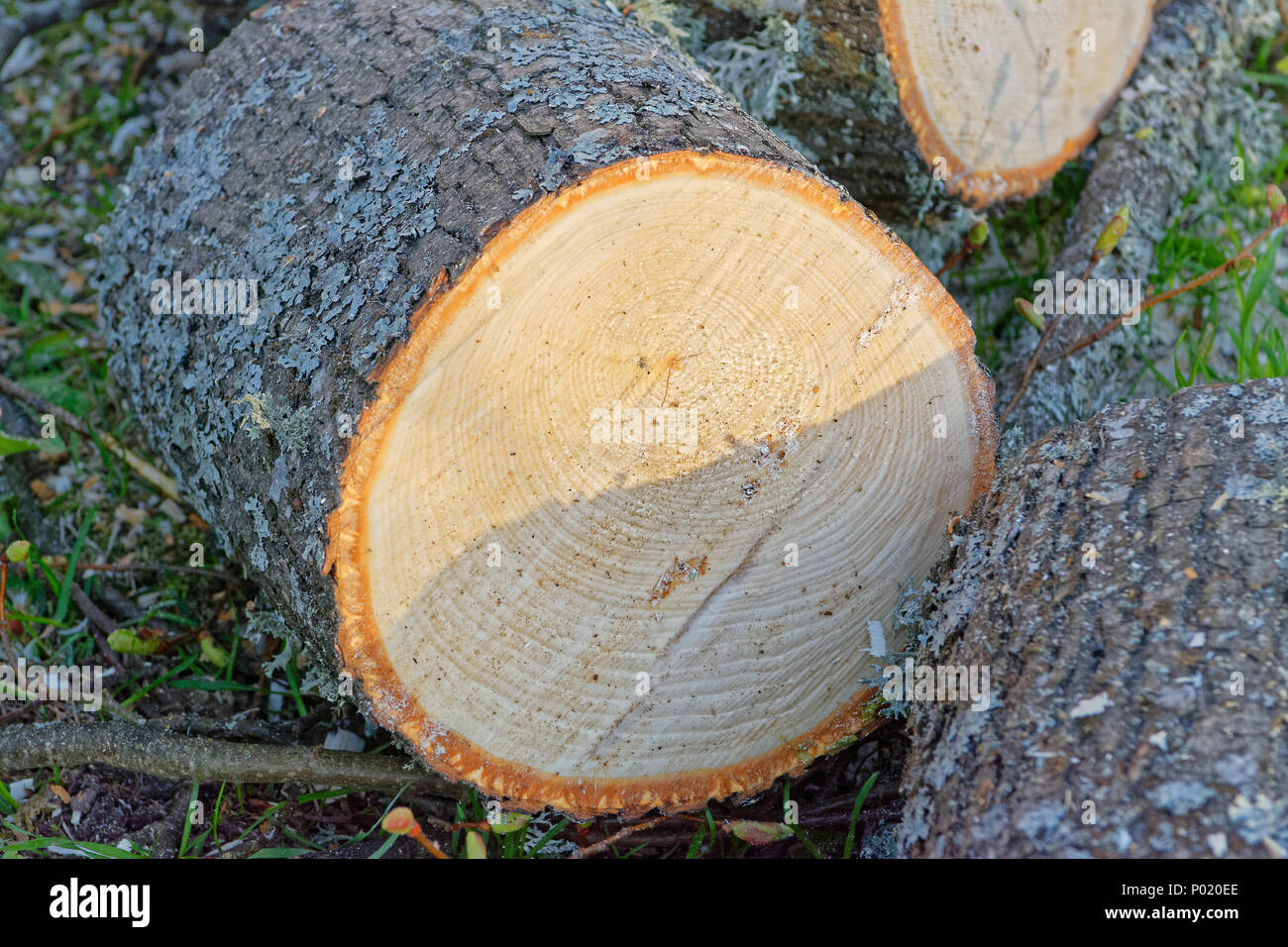 Log lying on ground covered with lichens and with visible growth rings ...