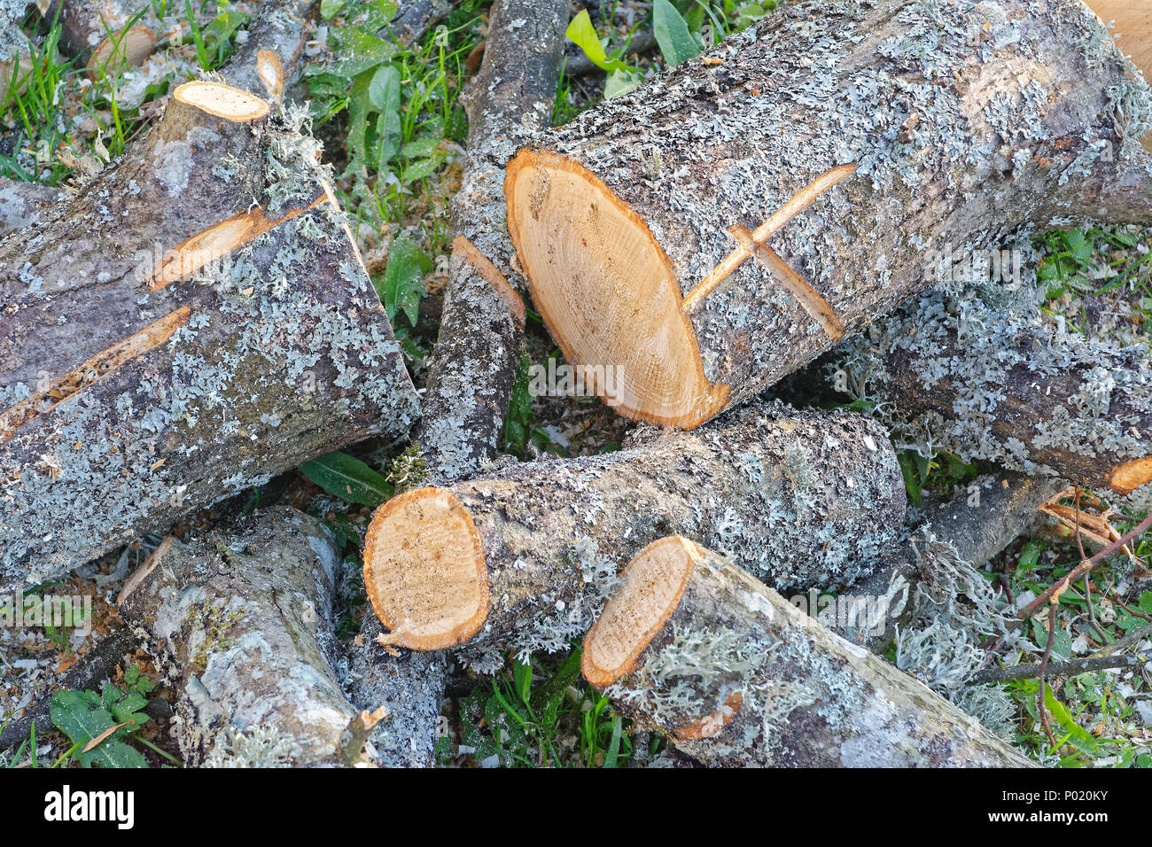 Lime tree bark hi-res stock photography and images - Alamy