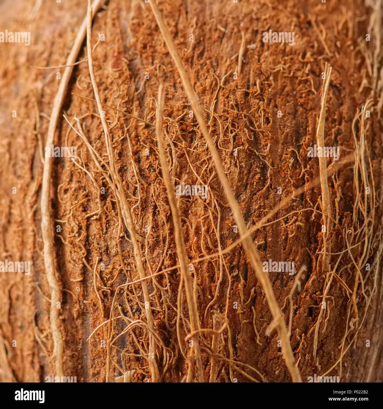 Coconut peel background. Close up. Abstract natural backdrop concept ...