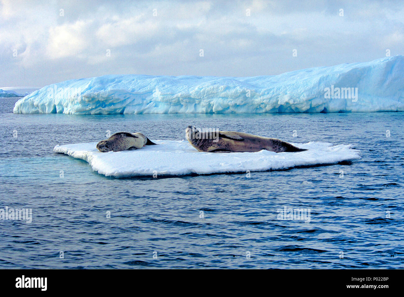 Eisscholle High Resolution Stock Photography and Images - Alamy
