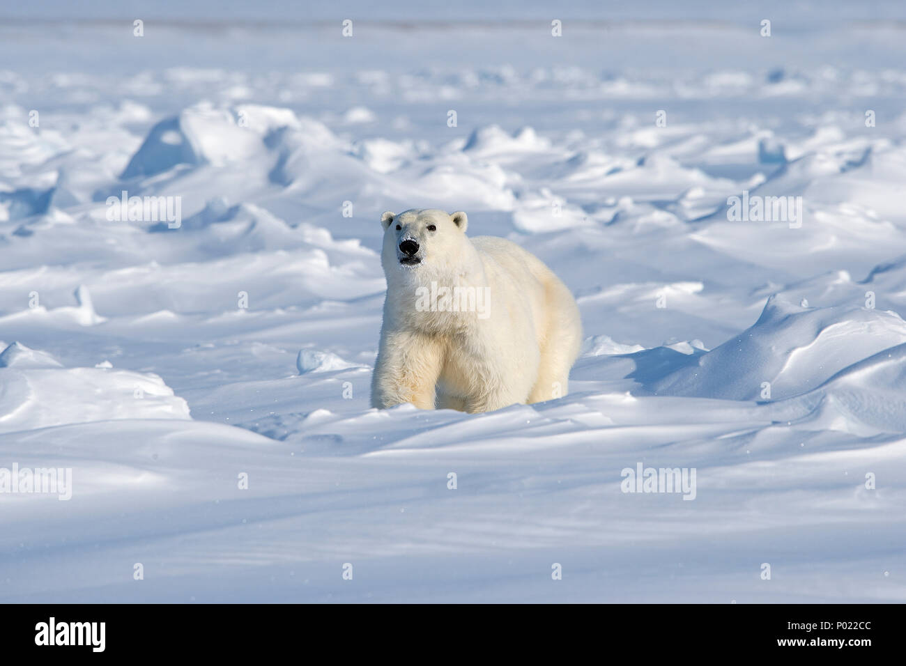 Polar Bear (Ursus maritimus, synonym Thalarctos maritimus), Nunavut ...