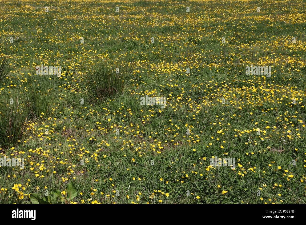 Cluster of buttercups hi-res stock photography and images - Alamy