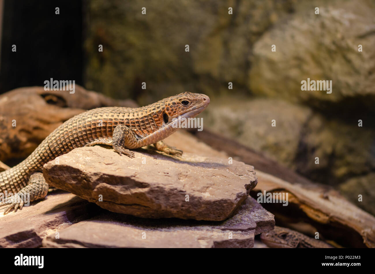Sudan plated lizard (Gerrhosaurus major) sitting on a stone Stock Photo ...